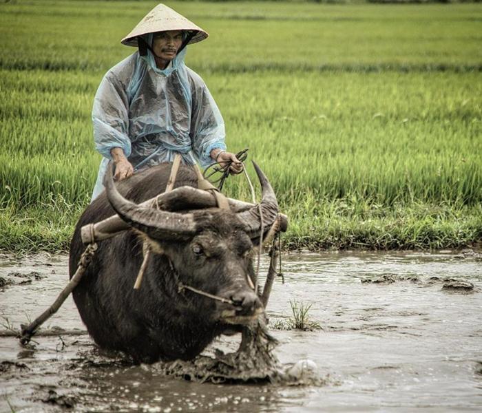 +170 Hình Ảnh Trâu Đi Cày, Trâu Kéo Cày Đẹp, 3D Dễ Thương Đời Thường