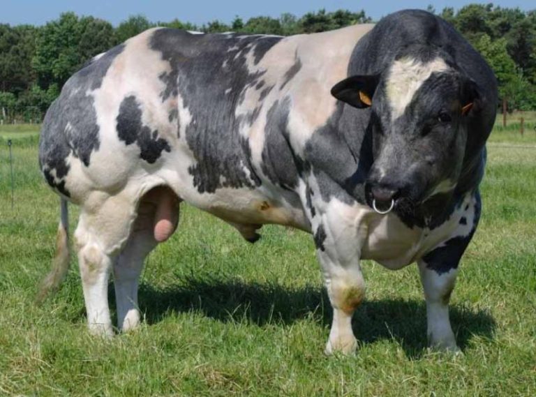 Bò Belgian Blue – Nguồn Gốc Và Đặc Điểm Giống Bò Thịt Châu Âu