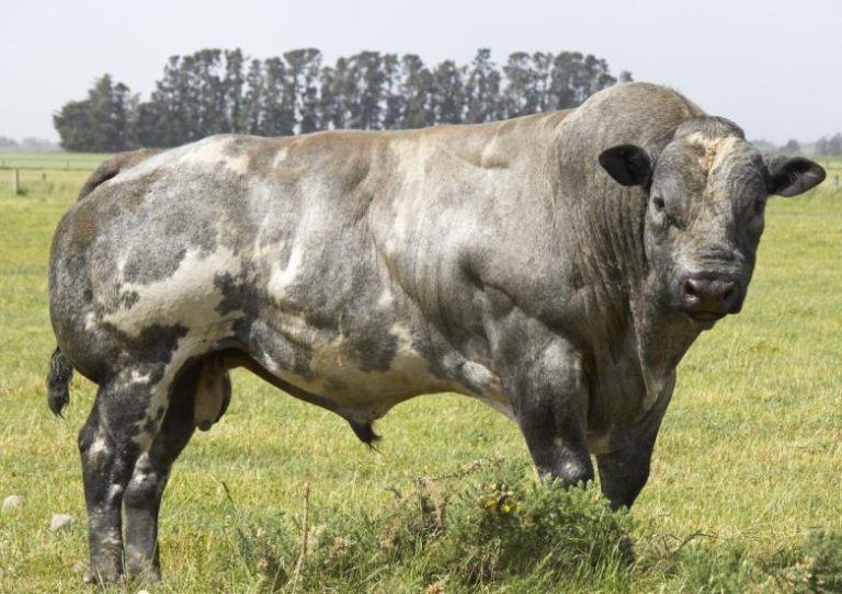 Bò Belgian Blue – Nguồn Gốc Và Đặc Điểm Giống Bò Thịt Châu Âu